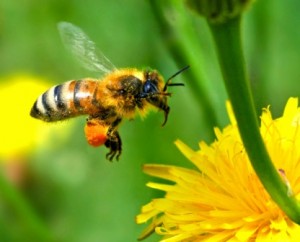 ABEJAPEDIA » Abejas. Enciclopedia Especializada